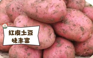红皮土豆的功效与作用_红皮土豆适合减肥吗