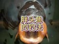 胖头鱼用什么饵料钓_胖头鱼饵料配方大全