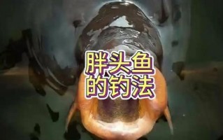 胖头鱼用什么饵料钓_胖头鱼饵料配方大全