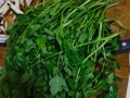 野生芹菜怎么做好吃_野生芹菜的做法大全