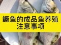 鳜鱼养殖技术难点_如何提高成活率