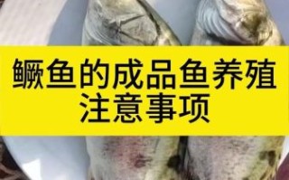鳜鱼养殖技术难点_如何提高成活率
