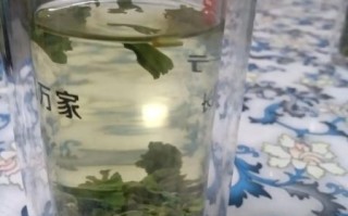 薇菜长什么样_薇菜和蕨菜的区别