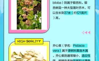 开心果是银杏树的果实吗_开心果和银杏果的区别