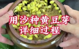 怎么生黄豆芽最简单的方法_黄豆芽发芽步骤 怎么生黄豆芽最简单的方法_黄豆芽发芽步骤