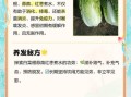白菜根的功效与作用_白菜根怎么吃最养生