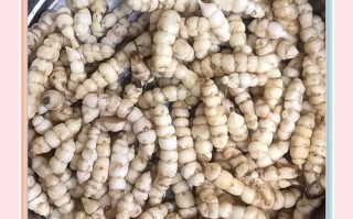 地蚕图片_地蚕长什么样