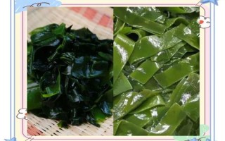 裙带菜图片大全_裙带菜和海带有什么区别