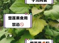 雪莲果的功效与作用_雪莲果的禁忌人群有哪些