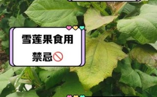 雪莲果的功效与作用_雪莲果的禁忌人群有哪些