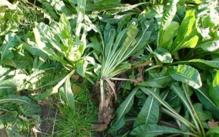 菊苣图片长什么样_菊苣功效与作用有哪些