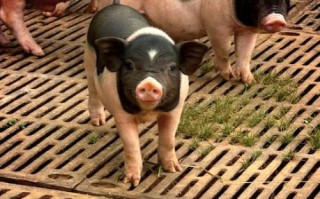 养小香猪的血泪教训_新手避坑指南