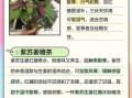 紫苏生姜煮水的功效与禁忌_紫苏生姜水可以天天喝吗