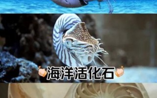 鹦鹉螺怎么养_鹦鹉螺能活多久