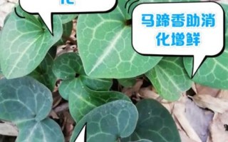 马蹄香怎么吃最好_马蹄香的做法大全