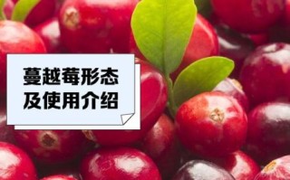 蔓越莓功效与作用有哪些_蔓越莓禁忌人群是哪些