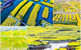 兴化菜花节什么时候去最好_兴化千垛景区油菜花观赏攻略