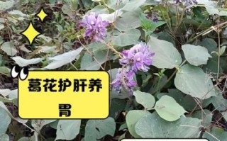 葛花泡茶的功效与作用_葛花泡水喝的禁忌