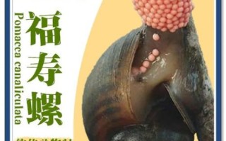 福寿螺对人体的危害_福寿螺吃了会怎样