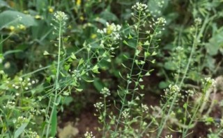 荠菜开花是什么样子的_荠菜开花还能吃吗