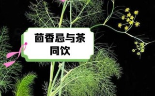 茴香不能和什么一起吃_茴香相克食物有哪些 茴香不能和什么一起吃_茴香相克食物有哪些