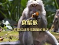 食蟹猴价格_食蟹猴多少钱一只