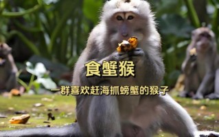 食蟹猴价格_食蟹猴多少钱一只