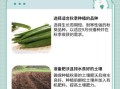 秋葵什么时候播种_秋葵怎么种才能高产