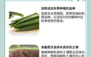 秋葵什么时候播种_秋葵怎么种才能高产