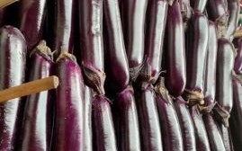 茄子为什么叫落苏_茄子的别名有哪些