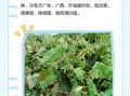 鸡骨草叶子泡水有什么功效_鸡骨草叶子泡水能天天喝吗