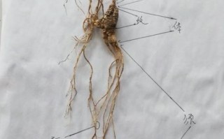 野山参多少钱一克_野山参和园参的区别