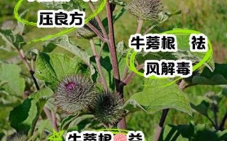 女人喝牛蒡茶的好处_牛蒡根对女性的作用