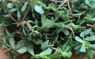 马芷菜是什么_马芷菜怎么吃