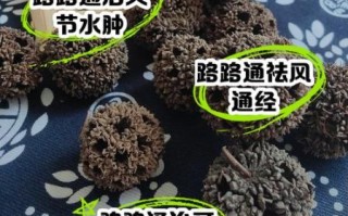 路路通的功效与作用_路路通怎么吃效果最好