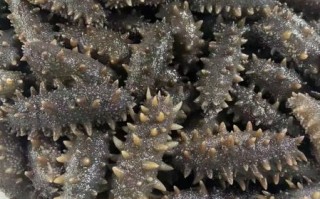 干海参回收价格多少钱一斤_干海参回收行情怎么样