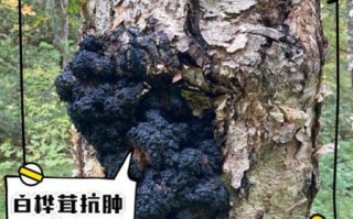 桦树茸的功效与副作用_桦树茸能长期吃吗