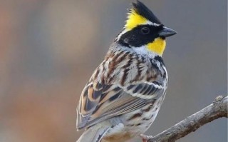 黄喉鹀怎么分公母_黄喉鹀吧新手入门