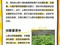 山葵的功效与作用_山葵怎么吃最健康