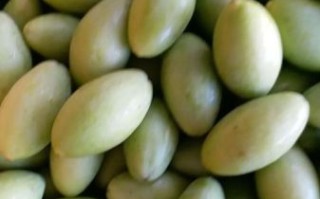 橄榄图片大全_橄榄有哪些品种