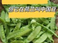 荷兰豆在荷兰叫什么_为什么叫中国豆