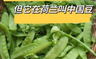 荷兰豆在荷兰叫什么_为什么叫中国豆