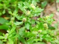 鹅不食草粉吸入鼻子有什么危害_鹅不食草粉吸入鼻子会导致哪些后果
