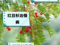 红豆杉的功效与作用_红豆杉的禁忌有哪些