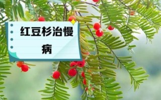 红豆杉的功效与作用_红豆杉的禁忌有哪些