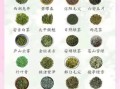 绿茶有哪些品种_绿茶分类及代表茶