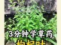 枸杞叶的功效与作用_枸杞叶怎么吃最好