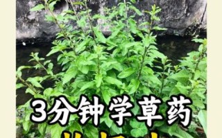 枸杞叶的功效与作用_枸杞叶怎么吃最好
