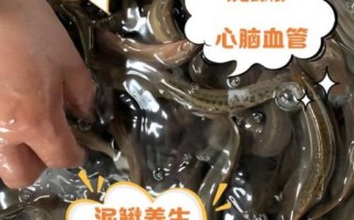 泥鳅做法要开肚吗_泥鳅怎么清洗才干净