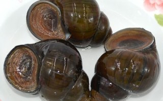 田螺养殖技术要点_如何提高田螺产量